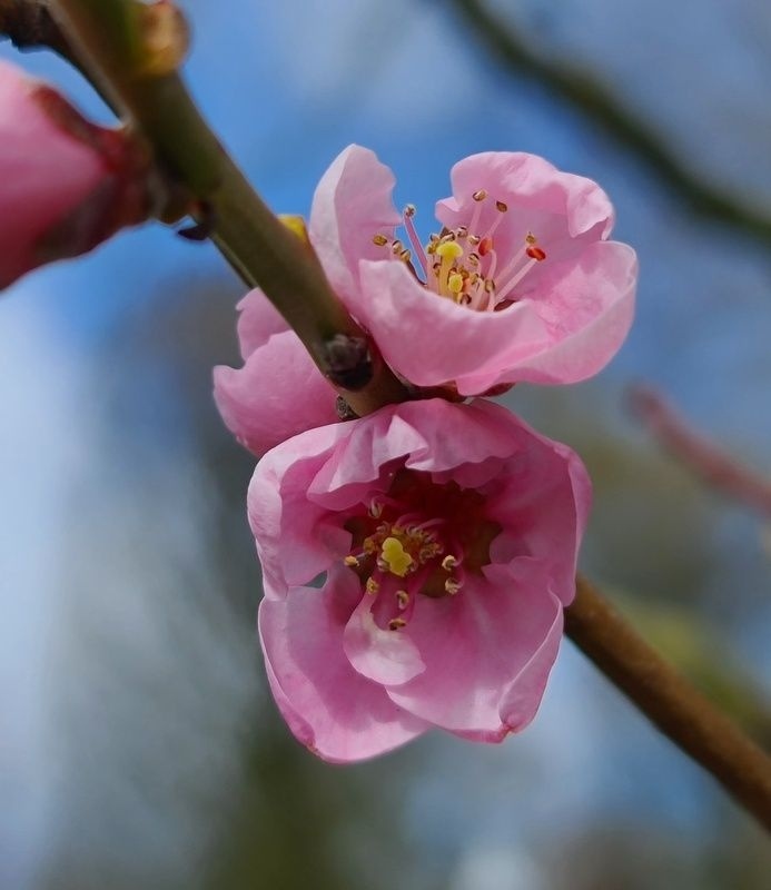 Perzik 'Amsden', Prunus persica 'Amsden' kopen