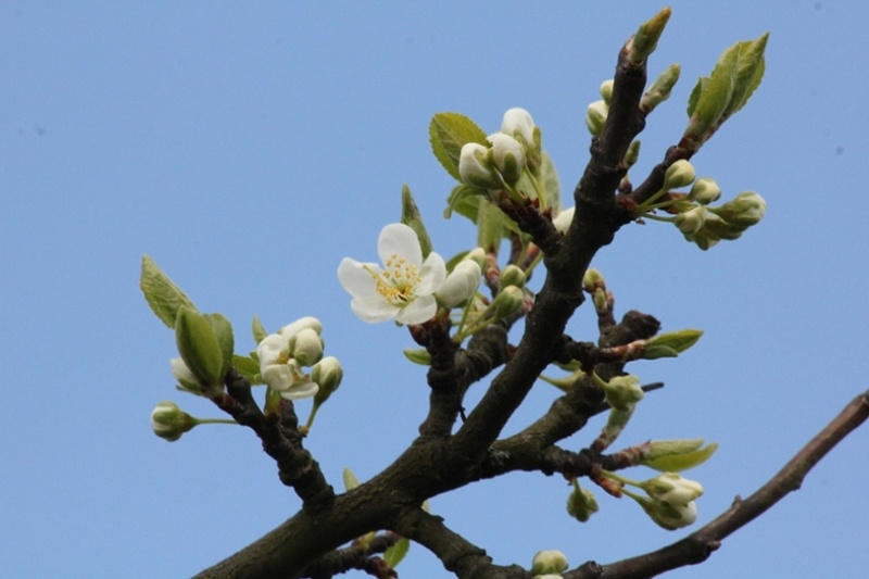 Pruim 'Opal', Prunus domestica 'Opal' kopen