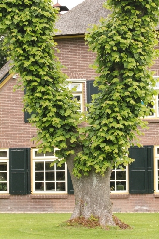 Assortiment leibomen van Ten Hoven Bomen