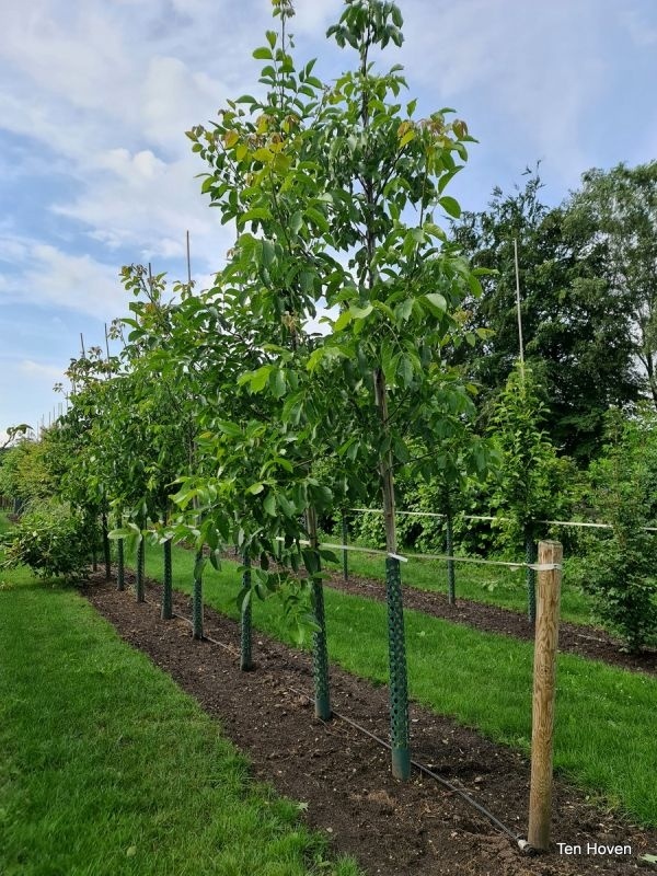 Walnoot 'Broadview', Juglans regia 'Broadview' kopen
