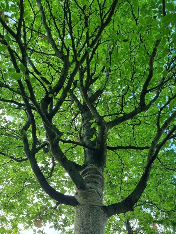 Gewone Beuk, Groene Beuk, Fagus sylvatica kopen