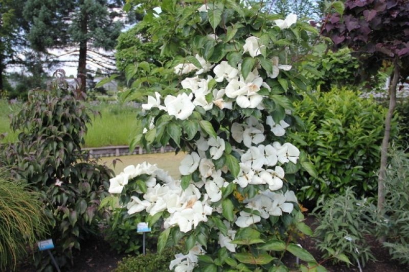 Japanse grootbloemige kornoelje 'Venus', Cornus kousa 'Venus' kopen