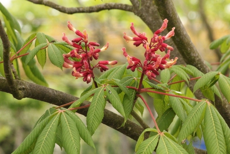 Rode Pavia, Aesculus pavia 'Atrosanguinea' kopen