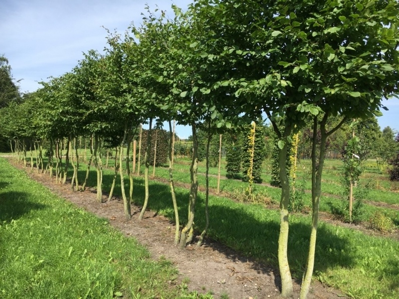 Haagbeuk, Carpinus betulus kopen