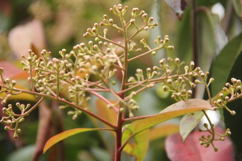 Glansmispel, Photinia fraseri 'Red Robin' kopen