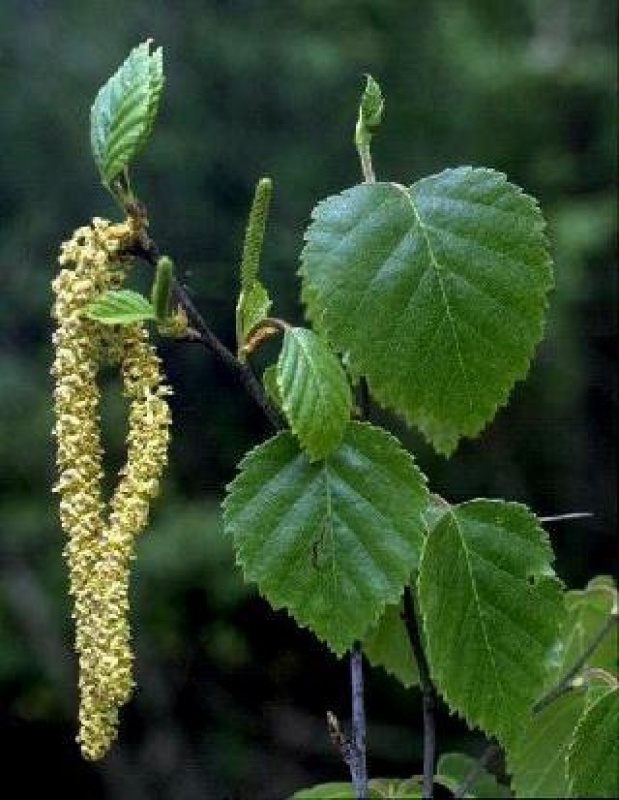 Zachte Berk, Betula pubescens kopen