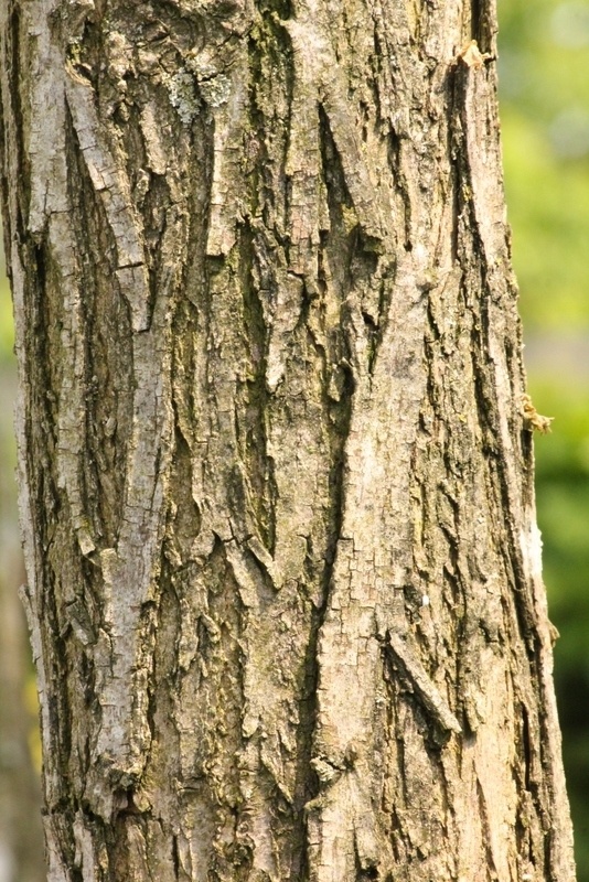 Gele valse acacia , Robinia pseudoacacia 'Frisia' kopen