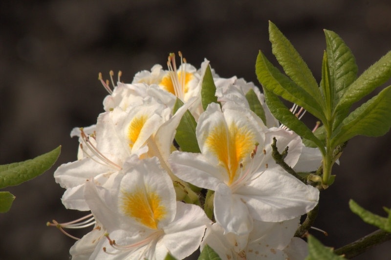 Azalea 'Persil', Rhododendron (AK) 'Persil' kopen