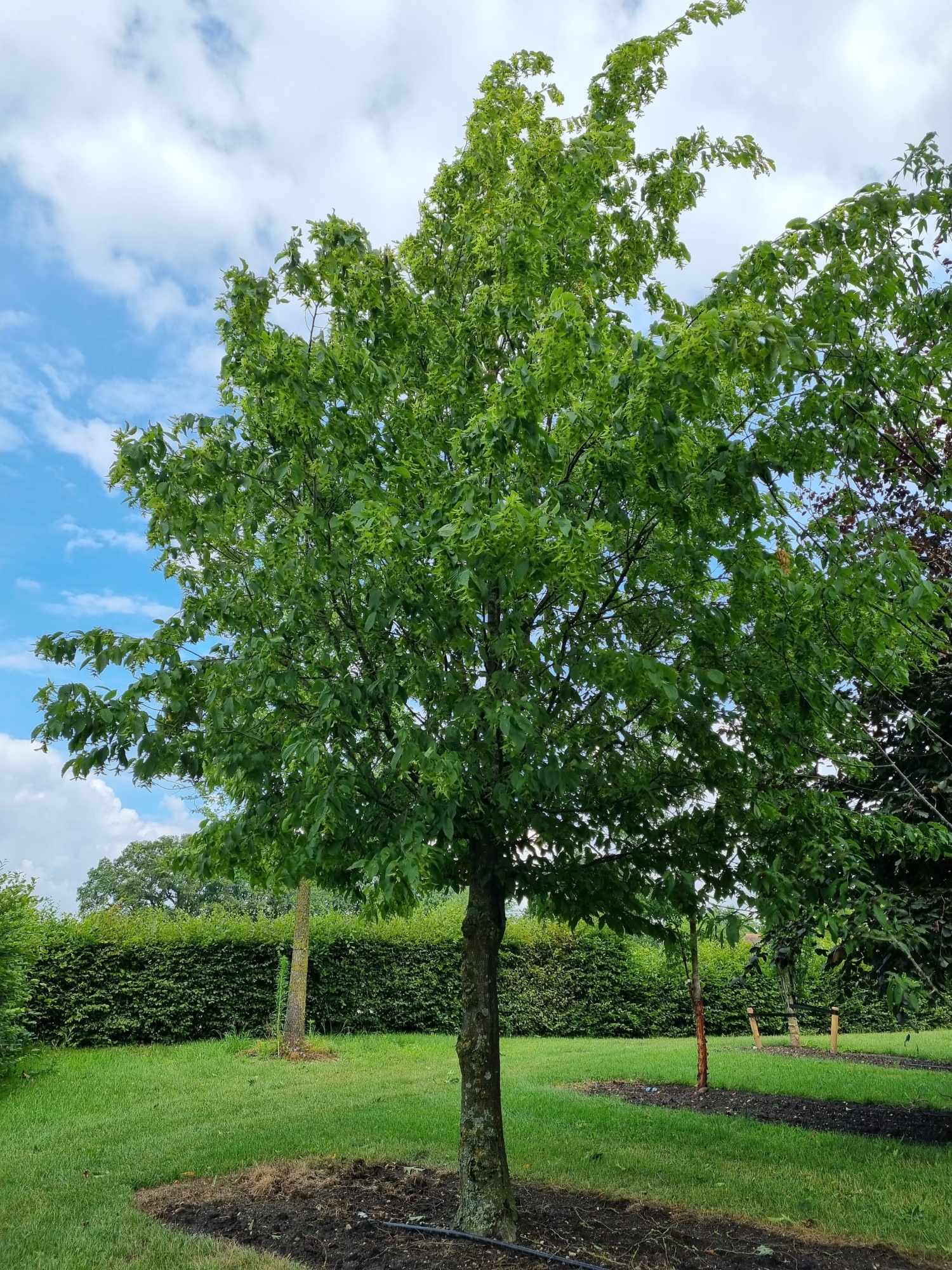 Haagbeuk, Carpinus betulus kopen