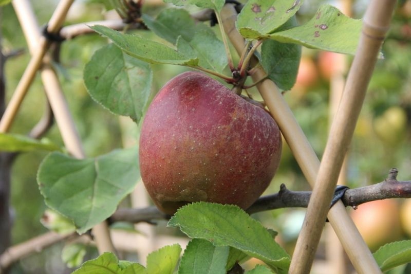 Appel 'Rode Boskoop', Malus domestica 'Rode Boskoop' kopen