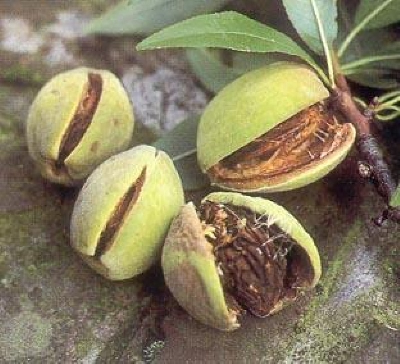Amandel 'Robijn', Prunus dulcis 'Robijn' kopen