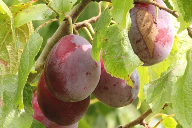 Pruim 'Opal', Prunus domestica 'Opal' kopen