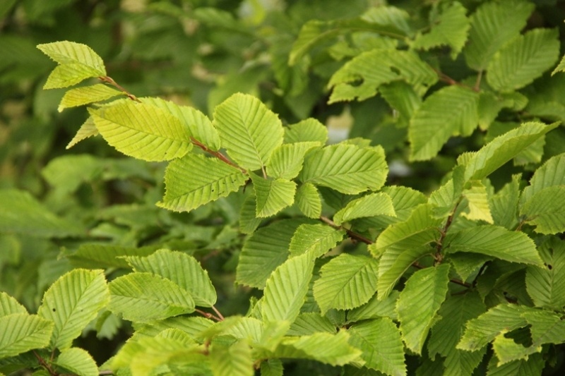Haagbeuk, Carpinus betulus kopen