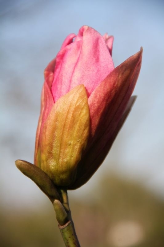 Magnolia 'Daybreak', Magnolia 'Daybreak' kopen