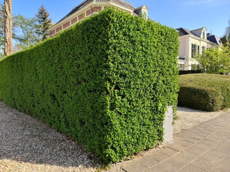 Haagliguster, Ligustrum ovalifolium kopen