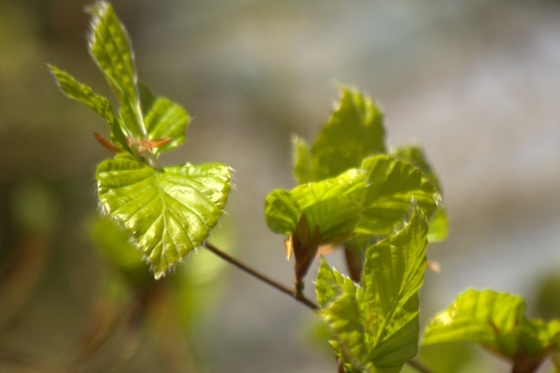 Gewone Beuk, Groene Beuk, Fagus sylvatica kopen