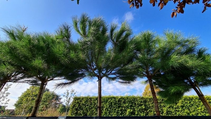 Parasolden, Pinus pinea kopen