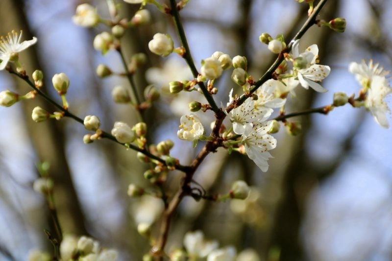 Sleedoorn, Prunus spinosa kopen