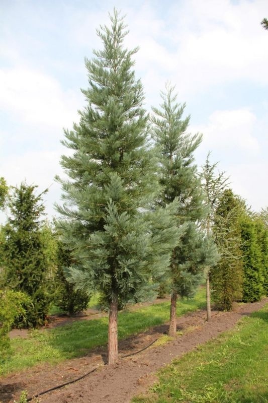 Blauwe Mammoetboom, Sequoiadendron giganteum 'Powder Blue' kopen