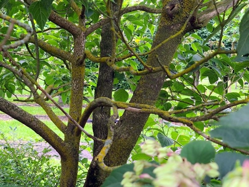 Kansenboom, Clerodendrum trichotomum kopen