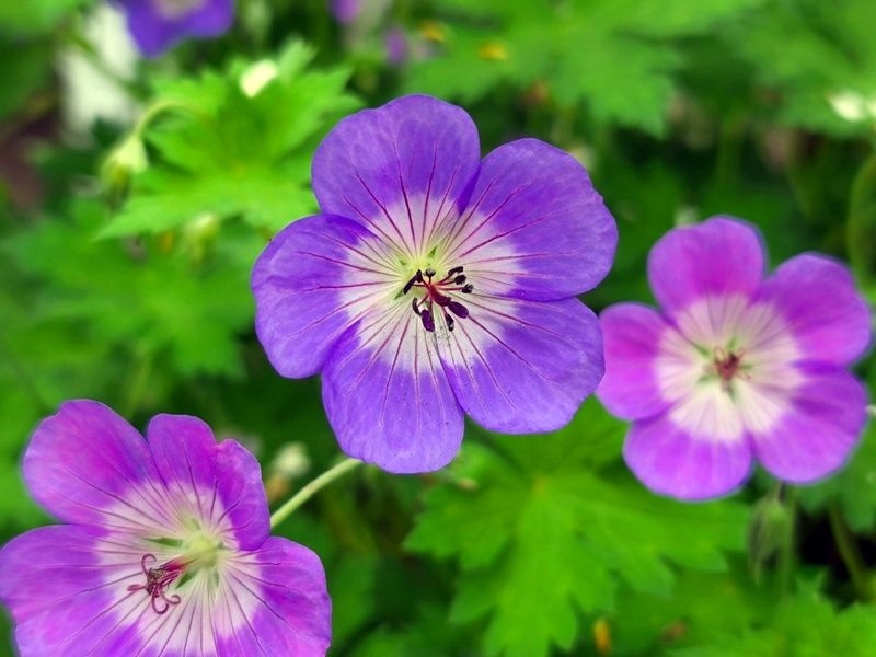 Ooievaarsbek, Rozanne, Geranium 'Rozanne' per kist á 24 st. kopen