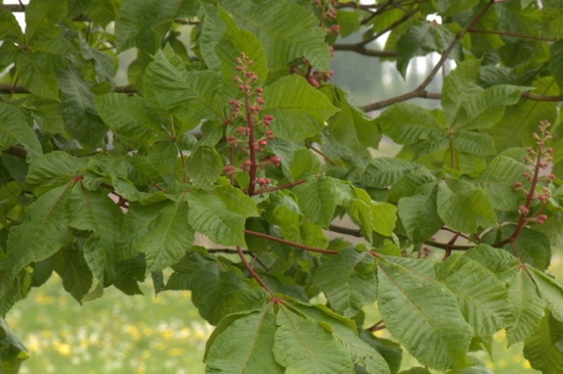 Rode Paardenkastanje, Aesculus x carnea 'Briotii' kopen