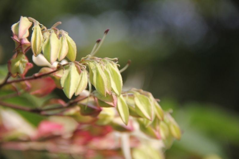 Kansenboom, Clerodendrum trichotomum kopen