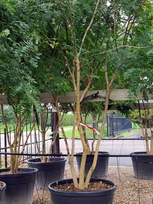 Honingboom, Sophora japonica kopen