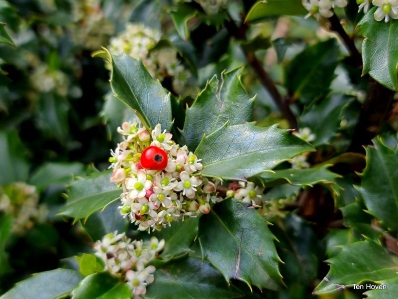 Blauwe hulst 'Blue Princess' , Ilex meserveae 'Blue Princess' kopen