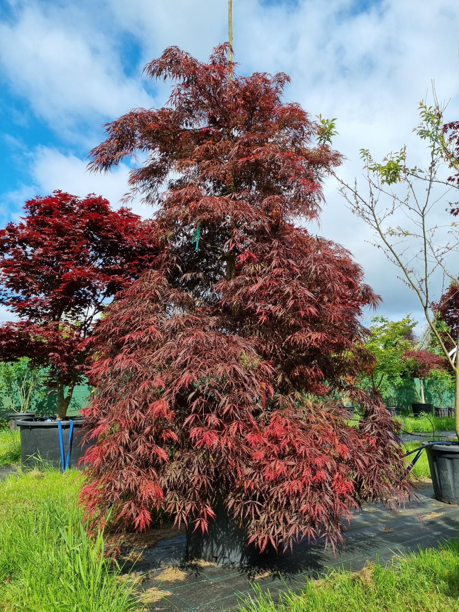 Een bijzonder Acer palmatum 'Tamukeyama' kopen?