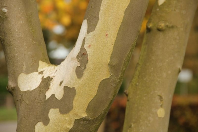 Plataan, Platanus x hispanica kopen