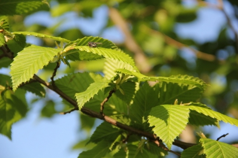 Zuilvormige haagbeuk, Carpinus betulus 'Lucas' kopen