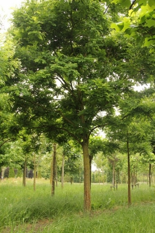 Honingboom, Sophora japonica (Styphnolobium japonicum) kopen