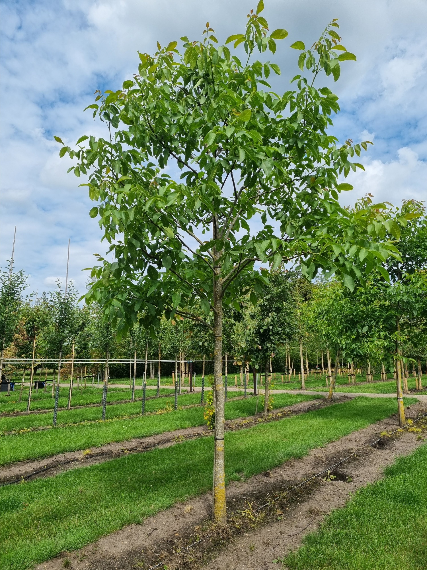 Walnoot, Juglans regia kopen