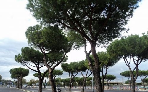 Parasolden, Pinus pinea kopen