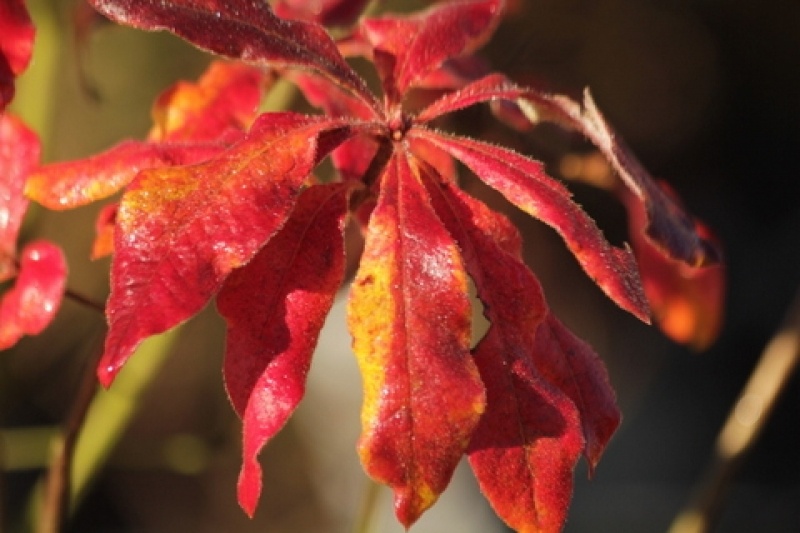 Azalea 'Persil', Rhododendron (AK) 'Persil' kopen