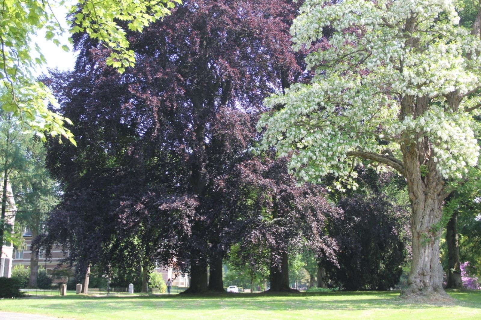 Grote beuken kopen? Nergens zo goedkoop! Sale by Ten Hoven Bomen