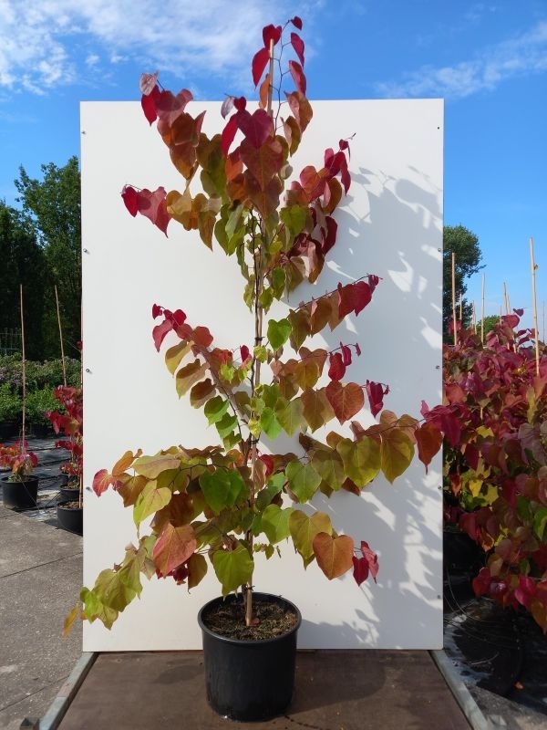 Amerikaanse Judasboom 'Eternal Flame', Cercis canadensis 'Eternal Flame ...