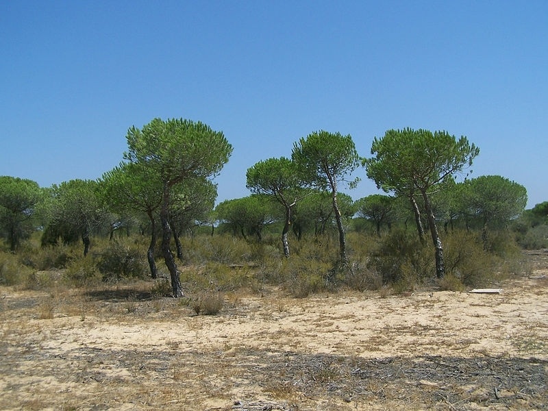 Parasolden, Pinus pinea kopen