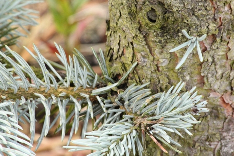 Blauwspar 'Koster', Picea pungens 'Koster' kopen