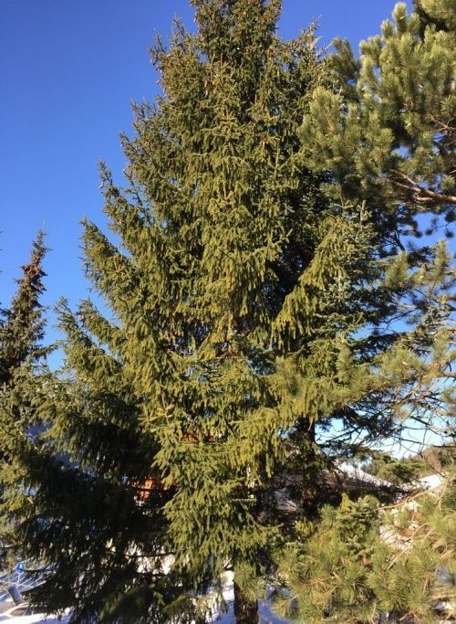 Fijnspar, Picea abies kopen