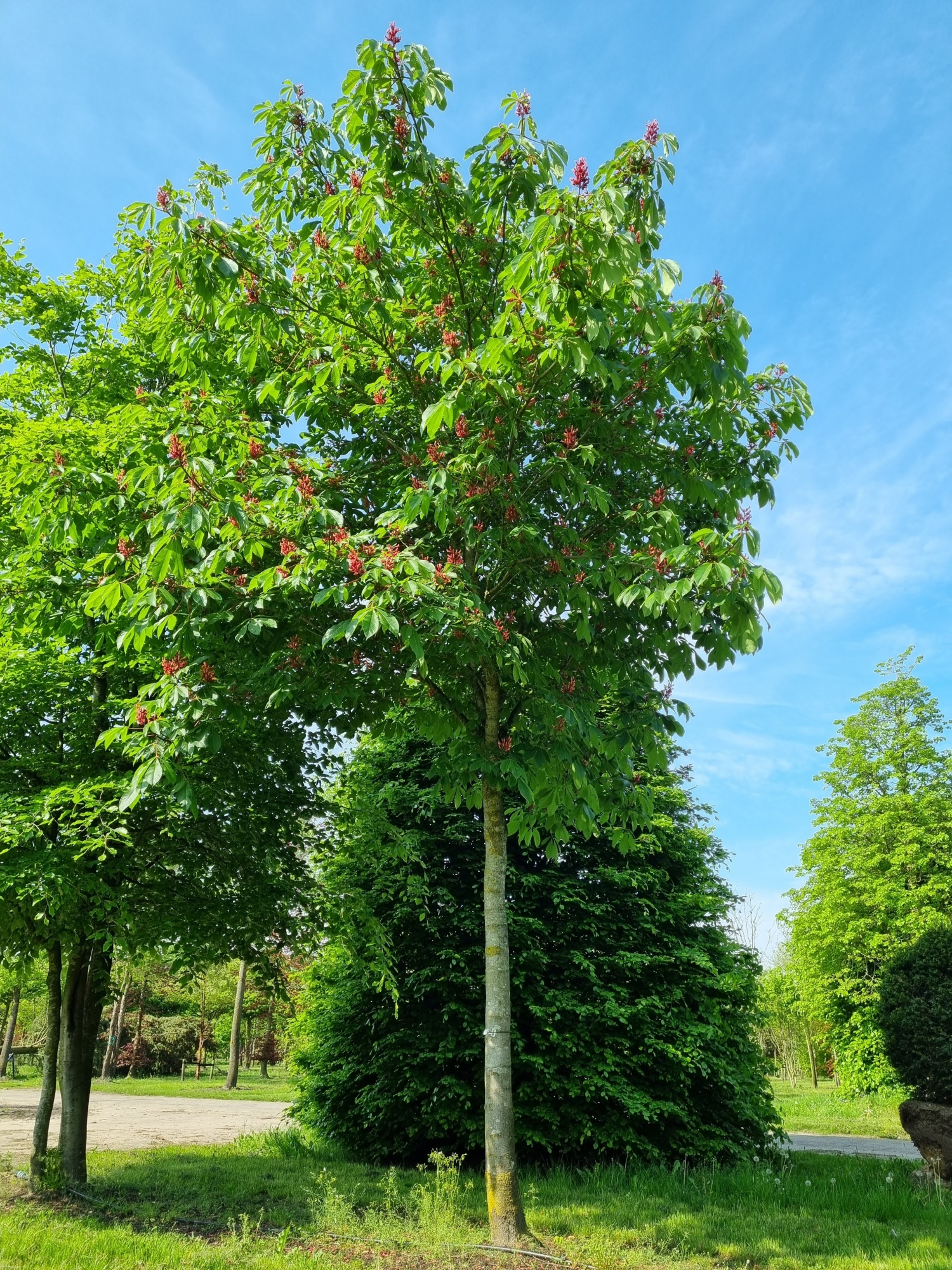 Aesculus pavia is een dwergsoort van de kastanjeboom
