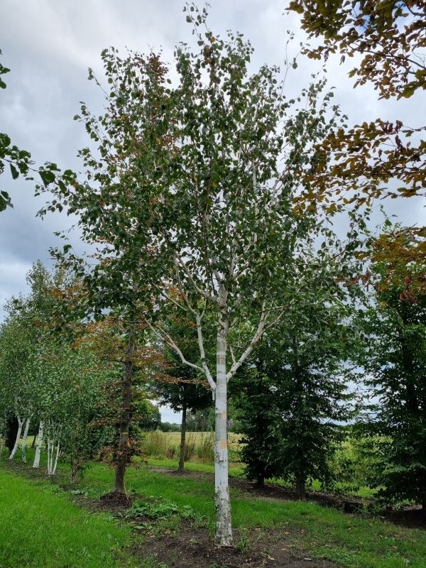 Himalayaberk, Betula utilis 'Doorenbos' kopen