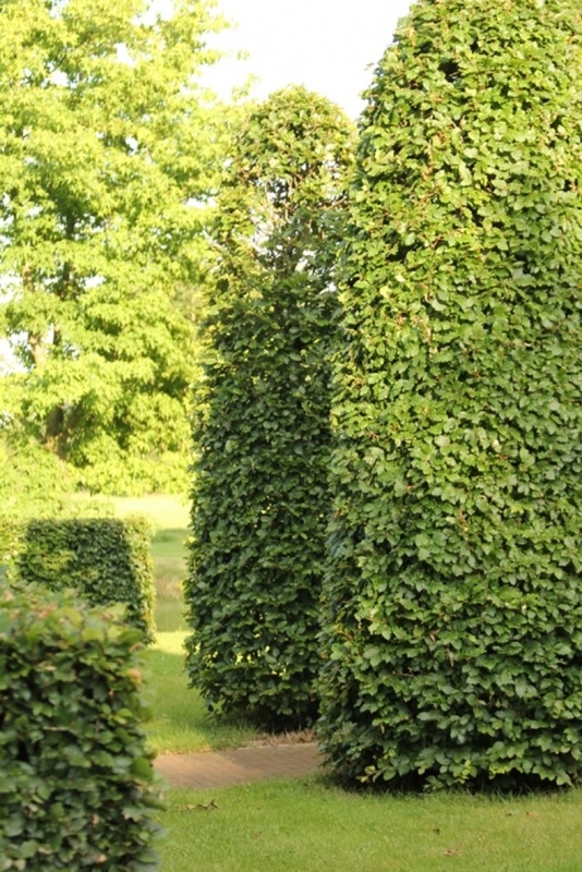 Gewone beuk, Fagus sylvatica kopen