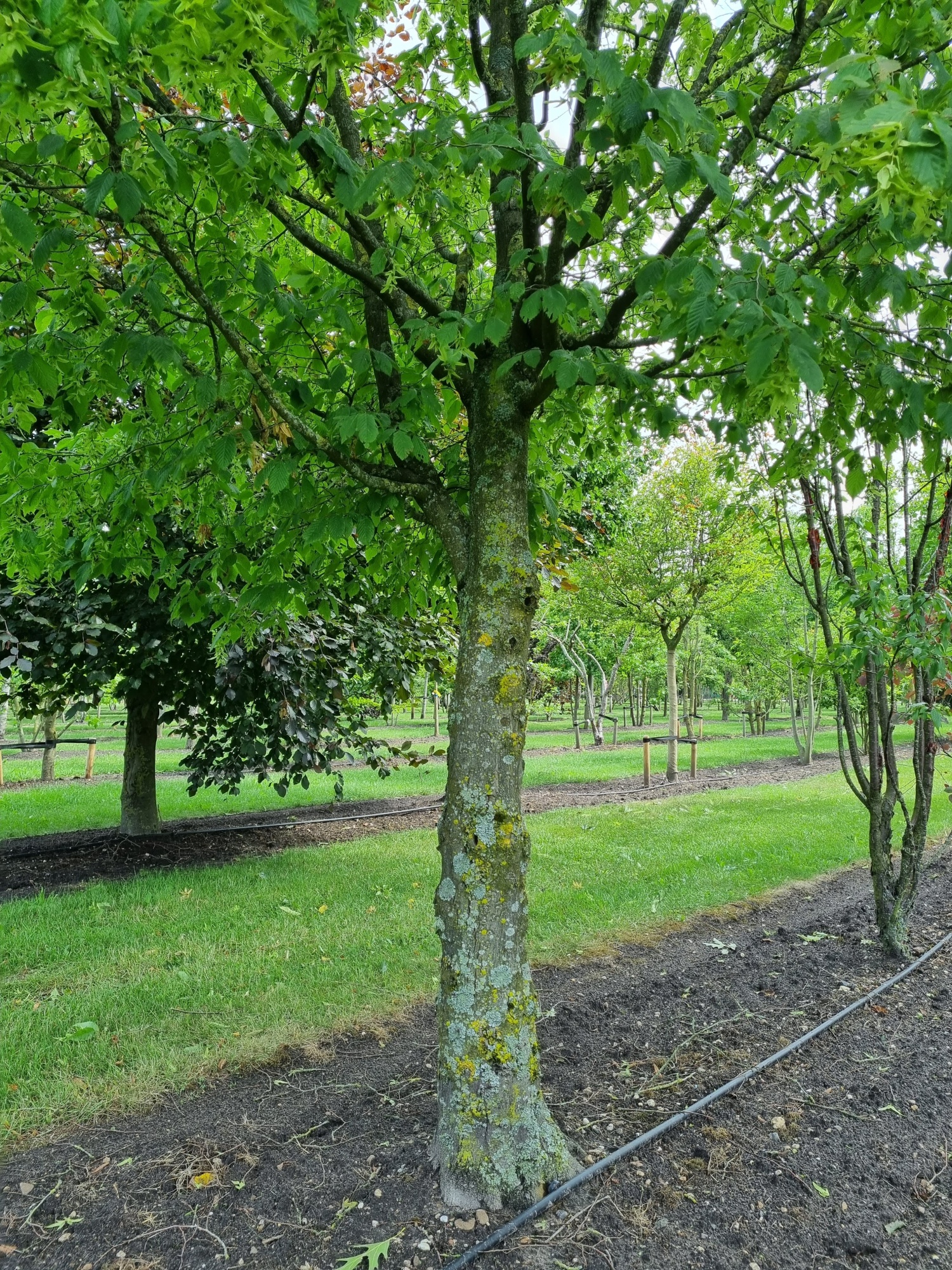 De Carpinus betulus als solitaire boom