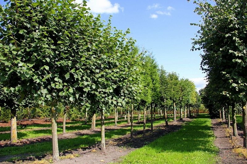 Leilinde, krimlinde, Tilia x europaea 'Euchlora' kopen