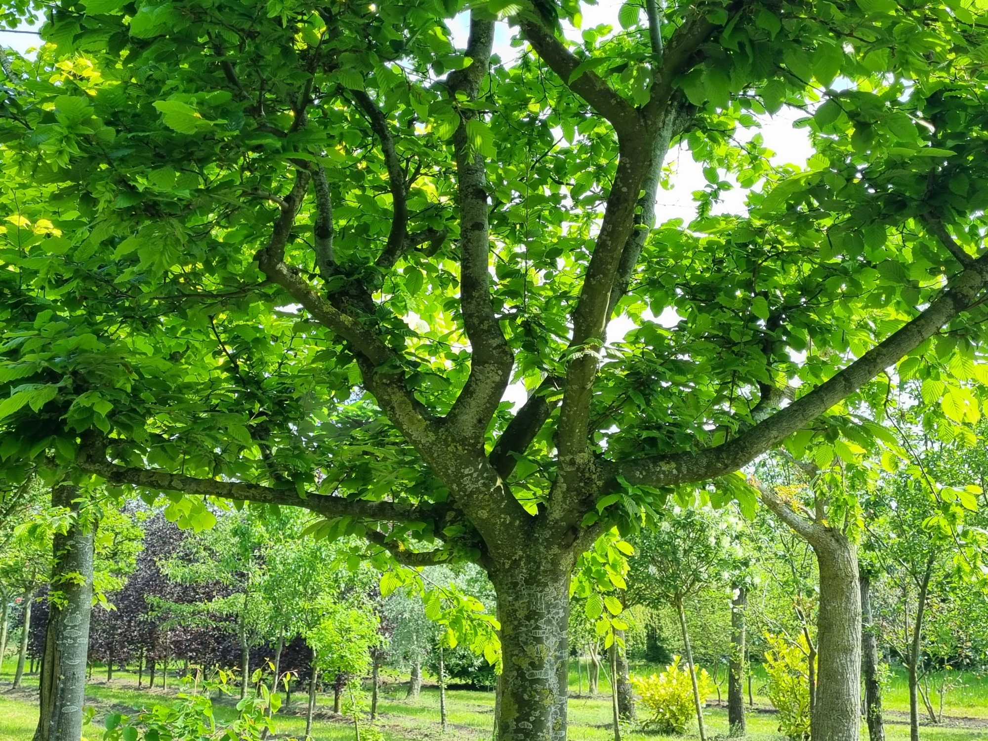 De haagbeuk als een bijzondere boom