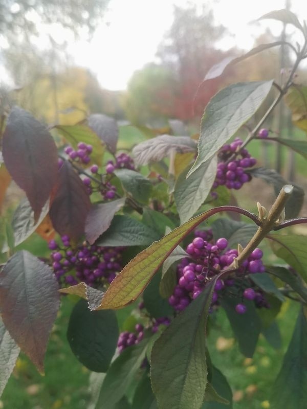 Schoonvrucht 'Profusion' , Callicarpa bodinieri 'Profusion' kopen