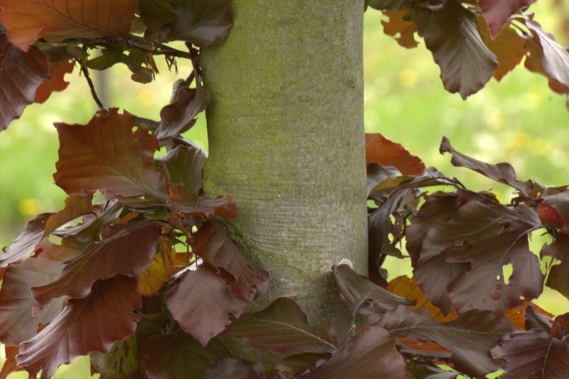 Rode beuk, Fagus sylvatica 'Atropunicea' kopen