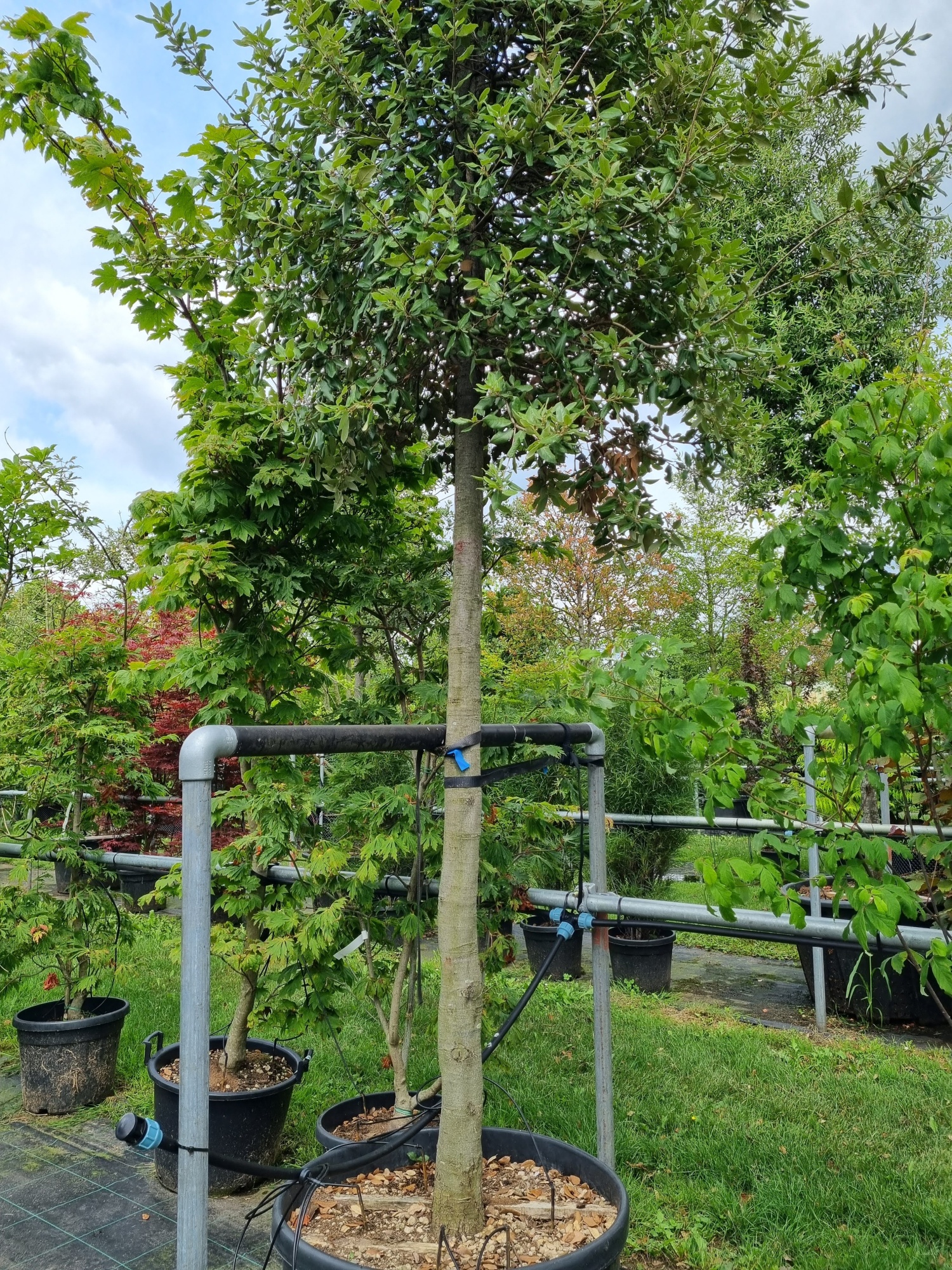 Een volwassen steeneik kopen voor direct resultaat?